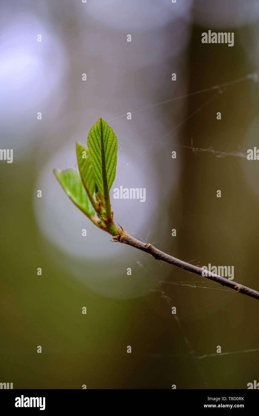 fresh young tree leaves in spring. macro shoot with blur background ...