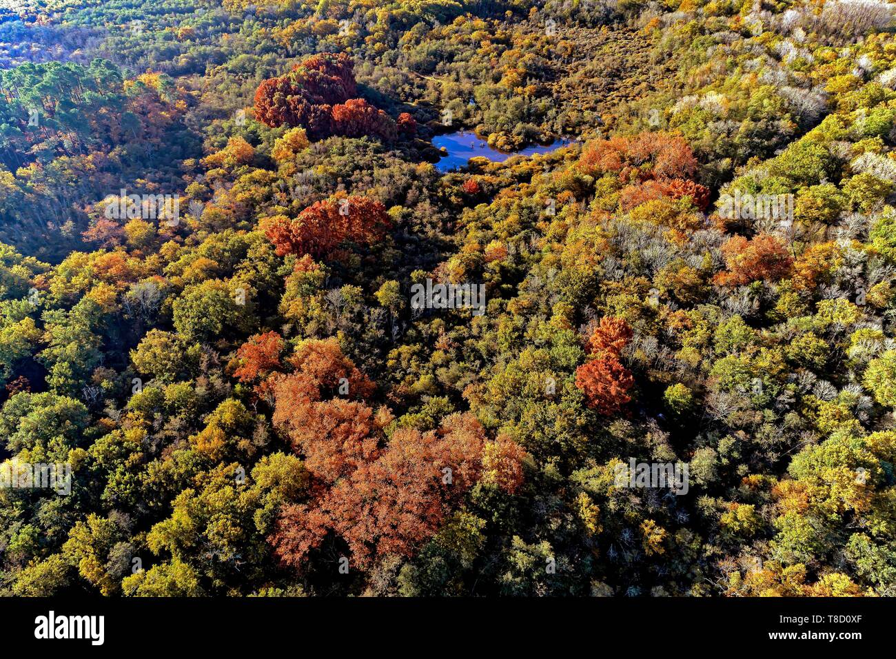 Landes de gascogne regional natural park hi-res stock photography and ...