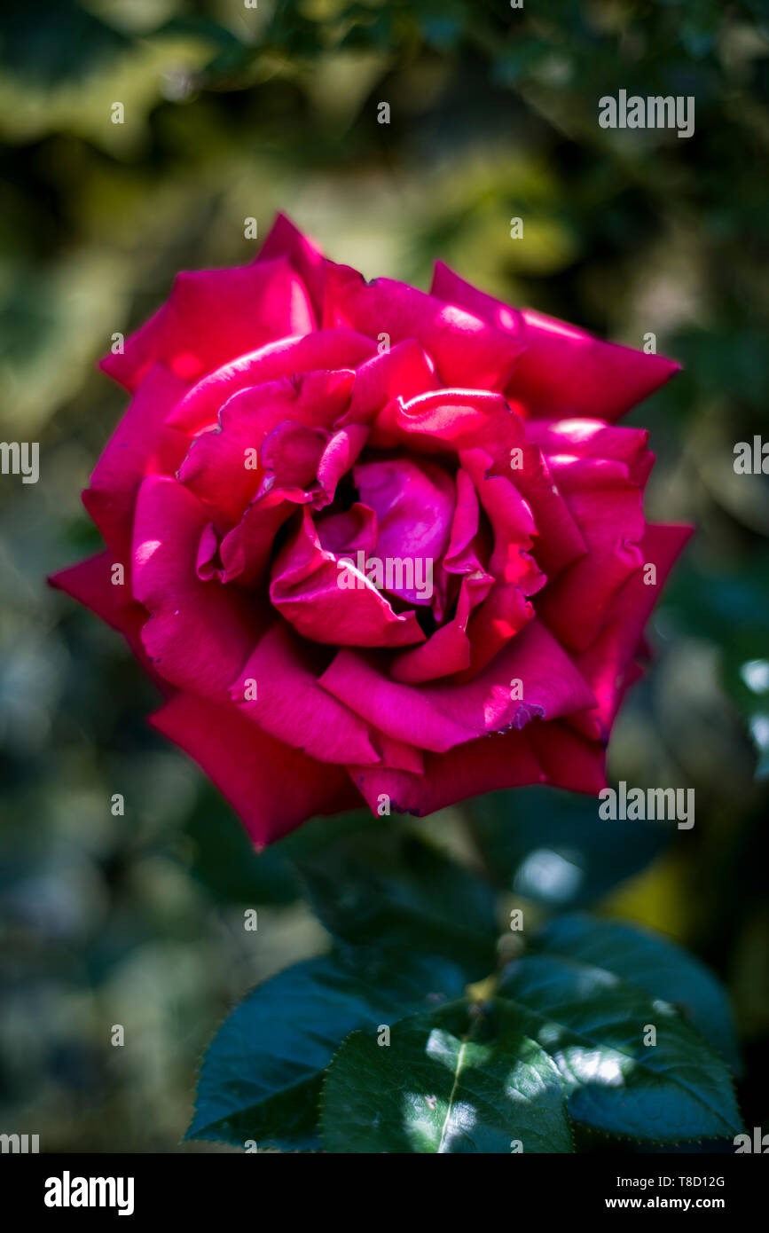 red rose withering in the garden Stock Photo - Alamy