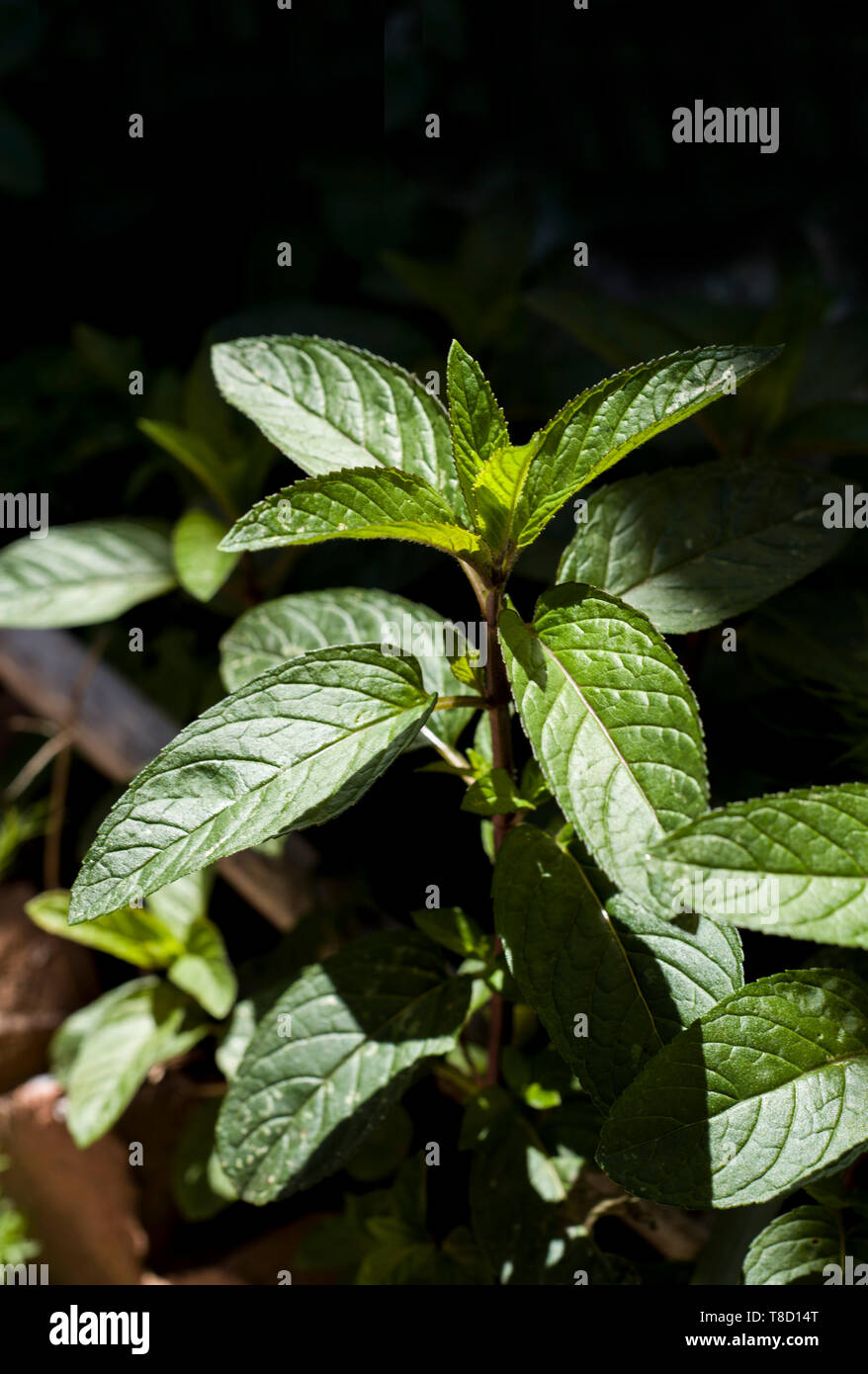 bush of peppermint at garden Stock Photo - Alamy