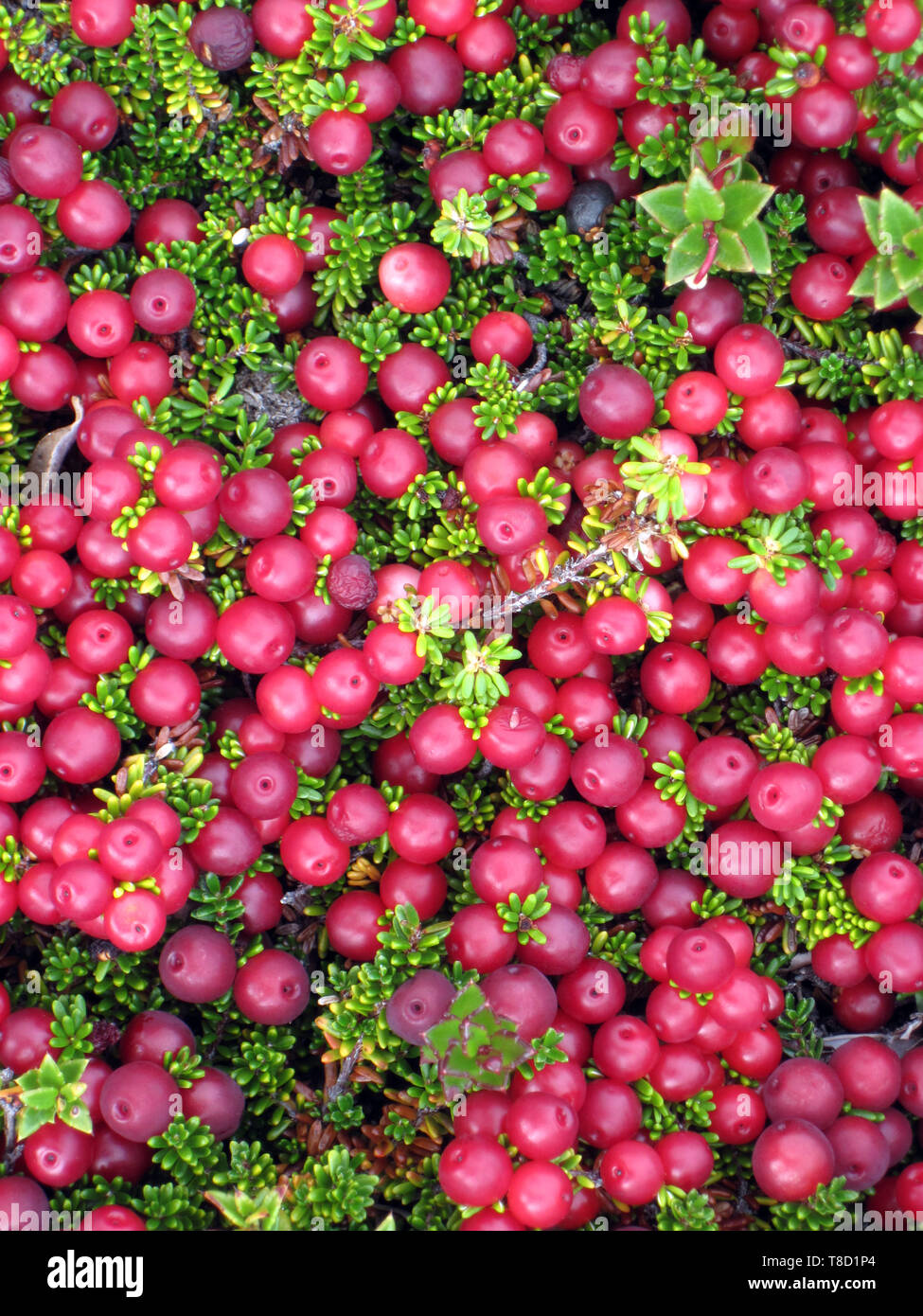 Empetrum rubrum hi-res stock photography and images - Alamy