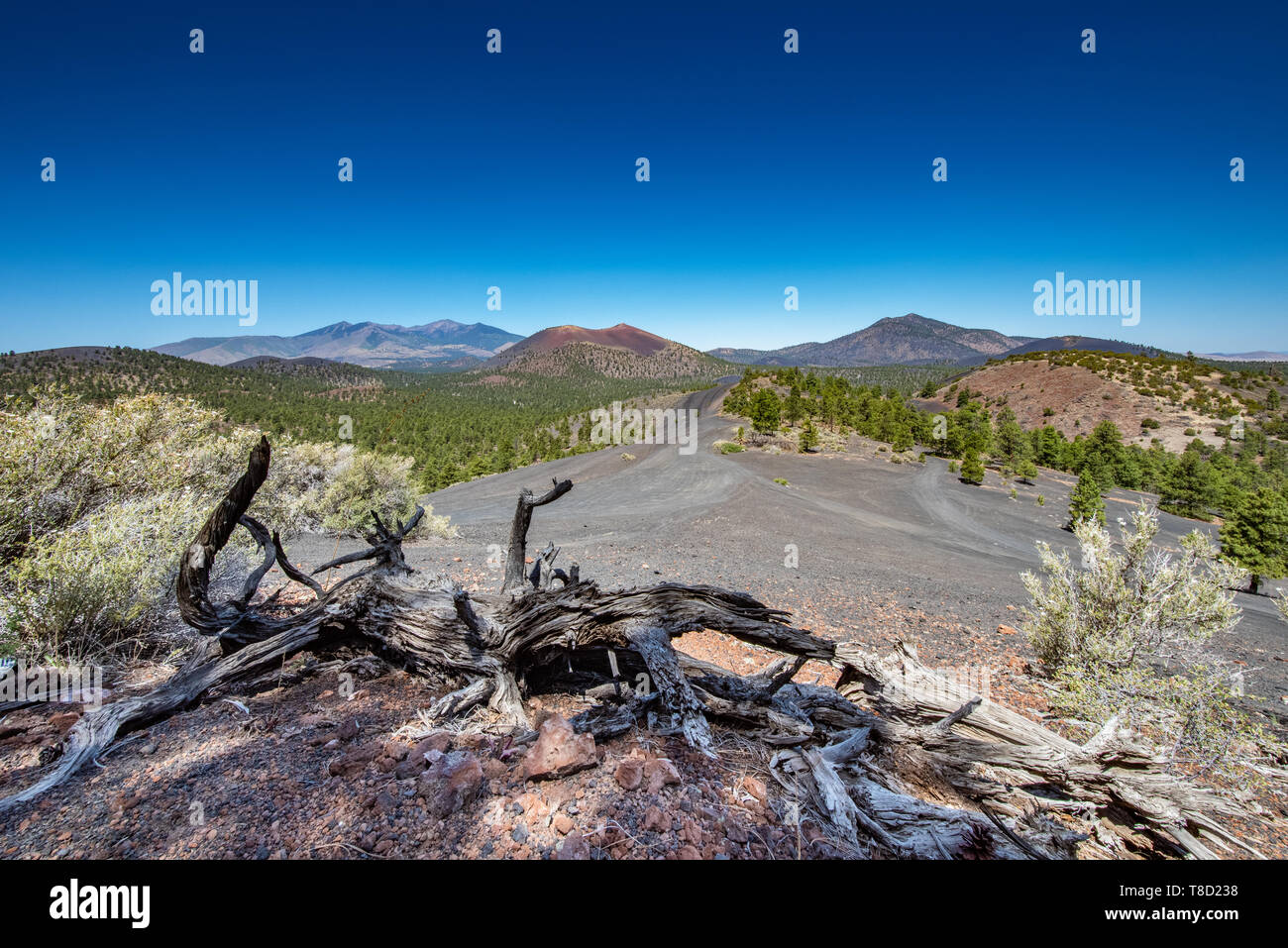 Arizona trees hills hi-res stock photography and images - Alamy