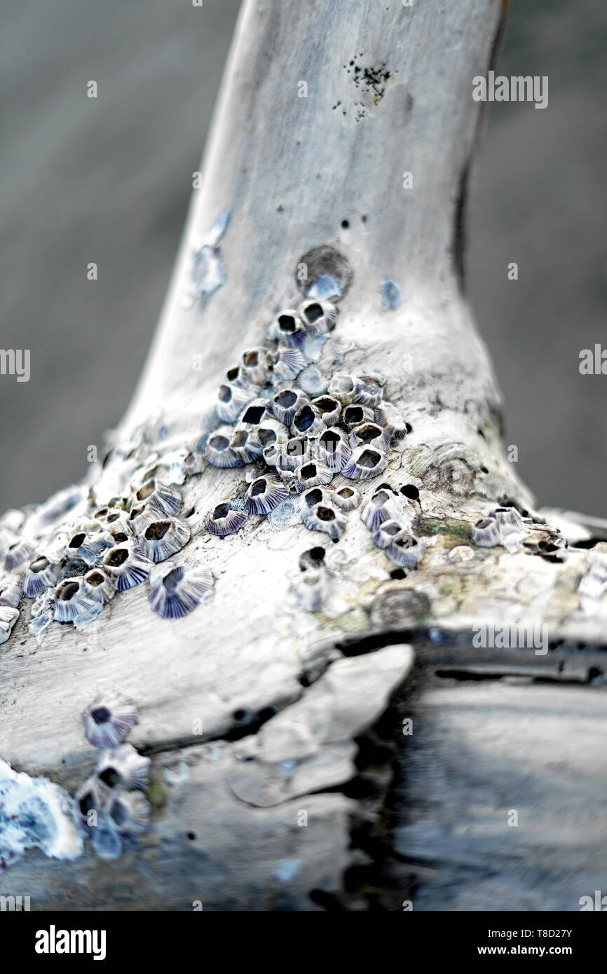 Fossil clams hi-res stock photography and images - Alamy