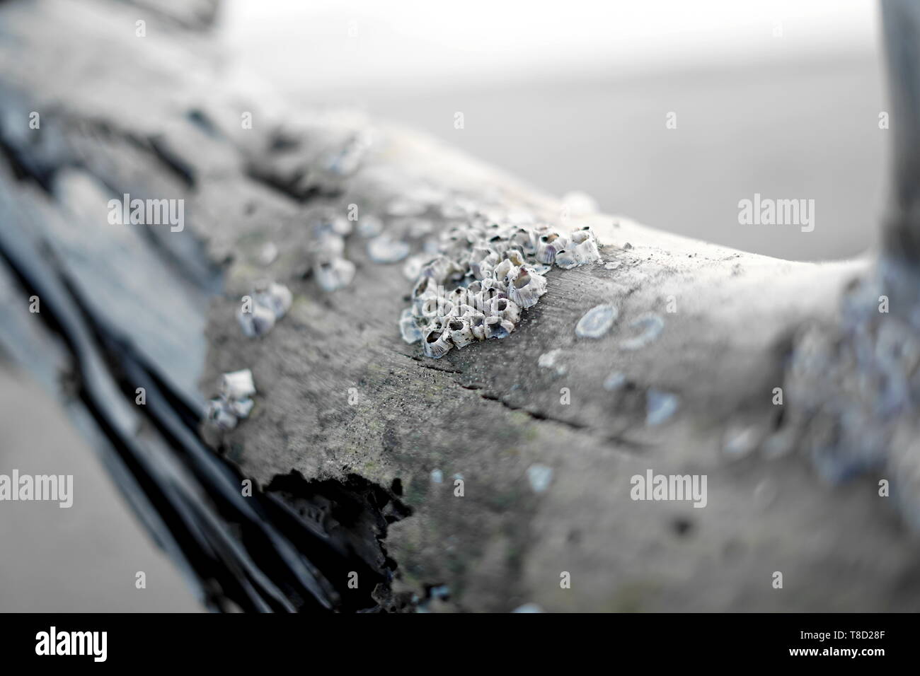 Dead clams hi-res stock photography and images - Alamy