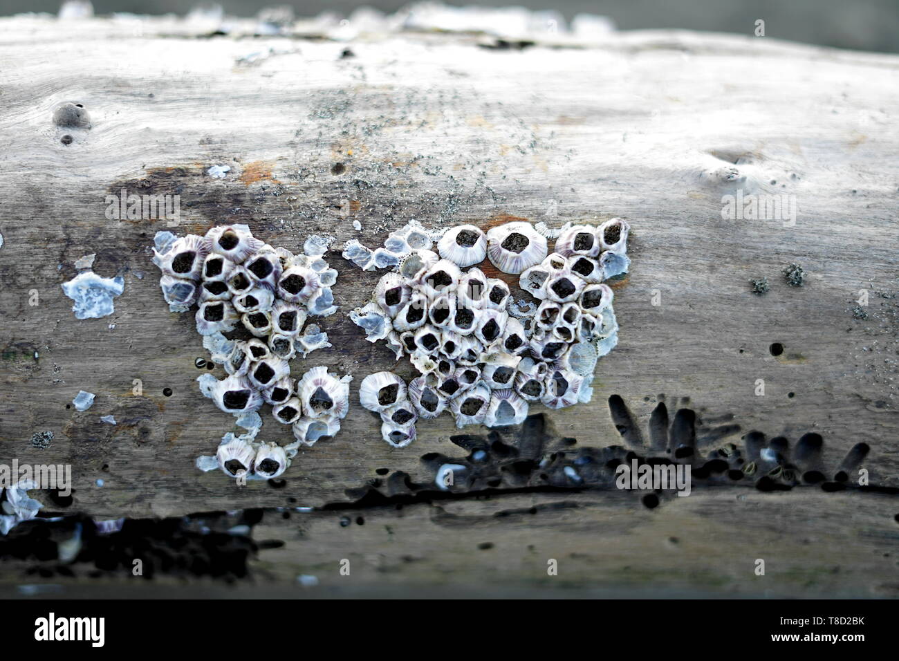 Dead clams hi-res stock photography and images - Alamy