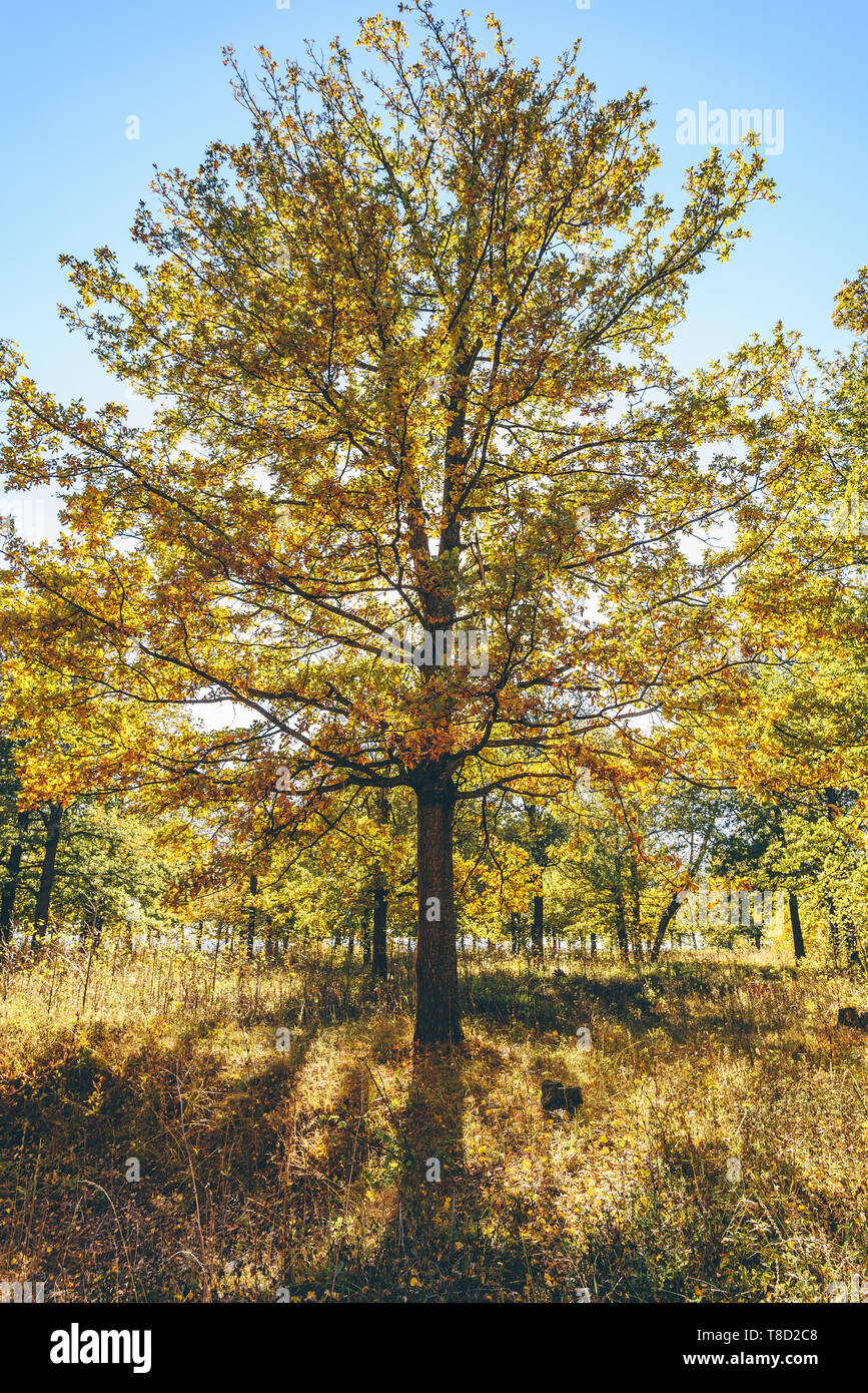 Big oak tree in autumn forest Stock Photo - Alamy