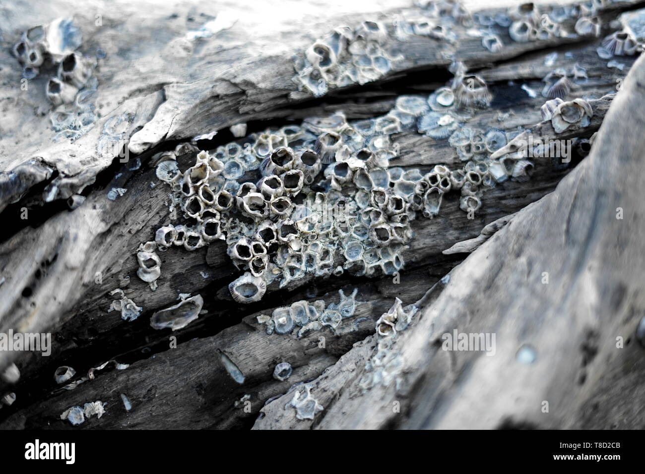 Ancient clams hi-res stock photography and images - Alamy