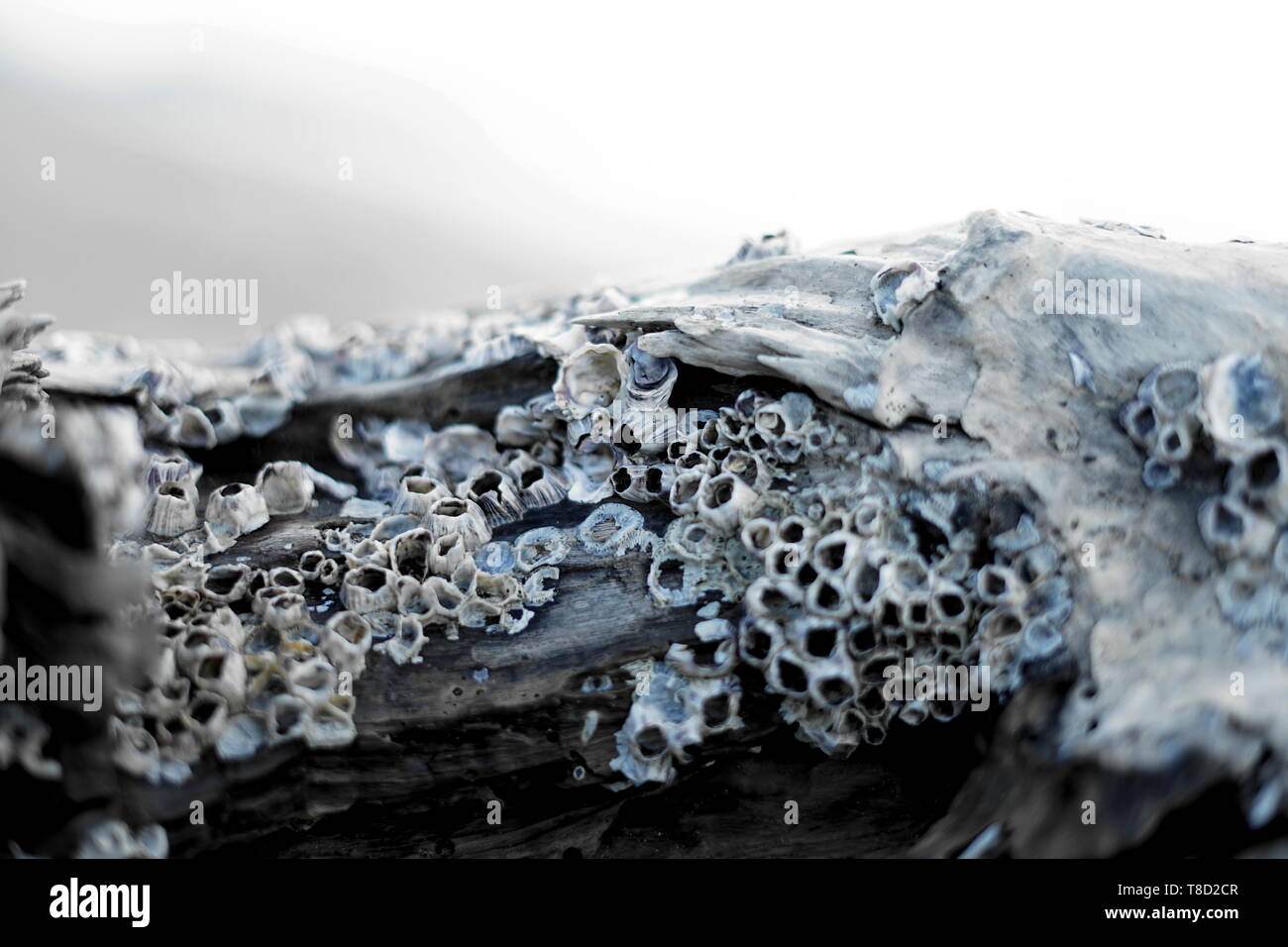 Fossil clams hi-res stock photography and images - Alamy