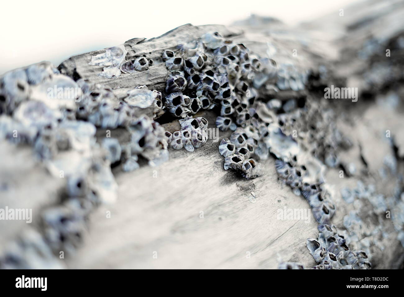 Ancient Clams on Tree Trunk Stock Photo - Alamy