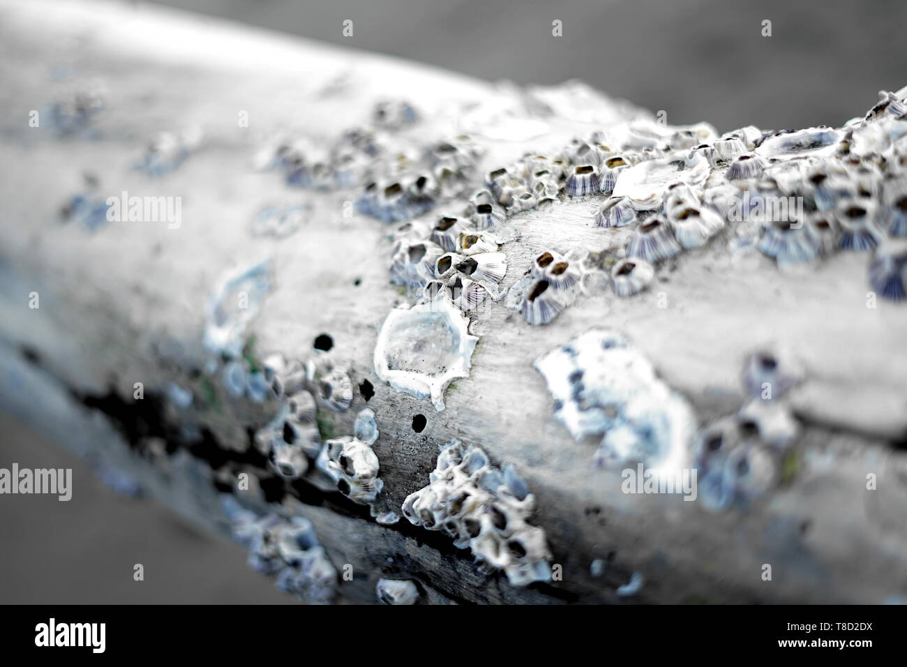 Ancient Clams on Tree Trunk Stock Photo - Alamy