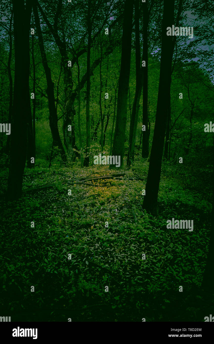 Low light moody image taken in the woods. A small bright spot of light ...