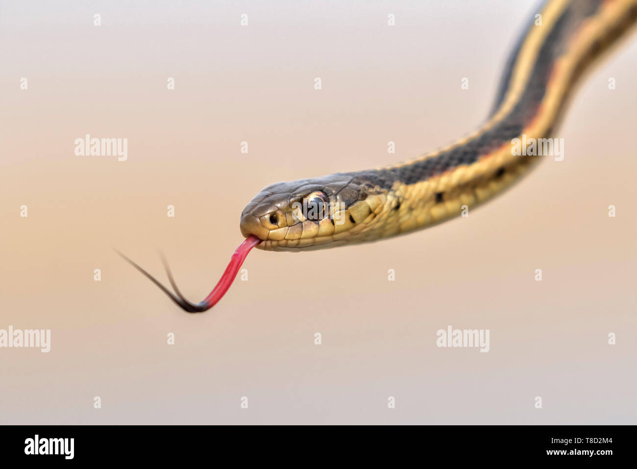 Common garter snake (Thamnophis sirtalis) with its tonque out, Iowa ...