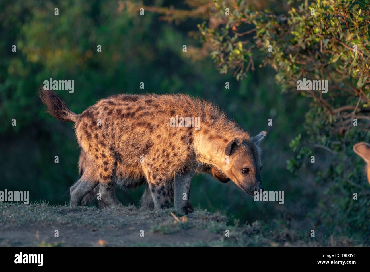 Kenya, Masai Mara Game Reserve, spotted hyena (Crocuta crocuta), female ...