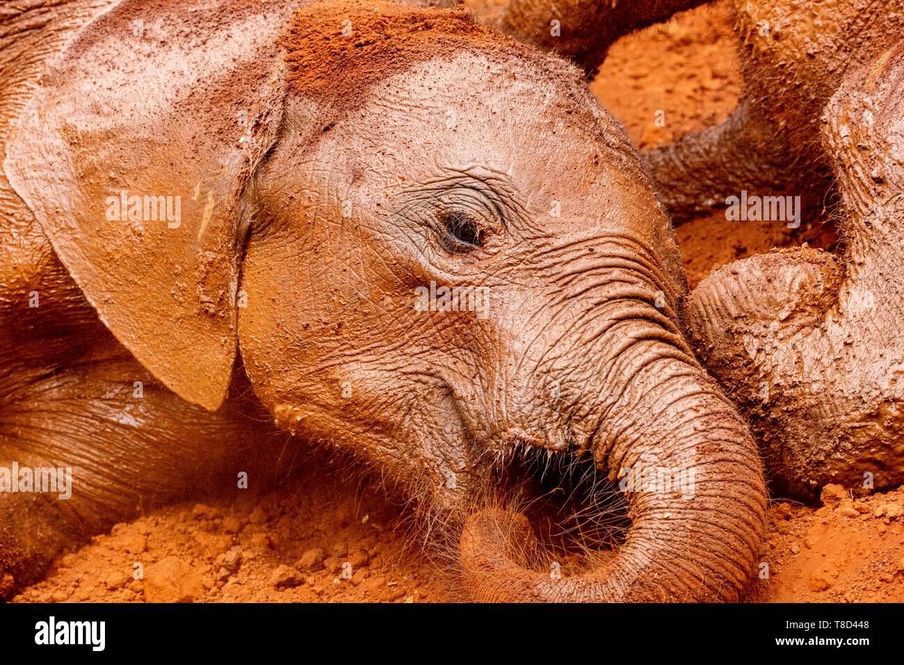 Elephant lying down hi-res stock photography and images - Alamy