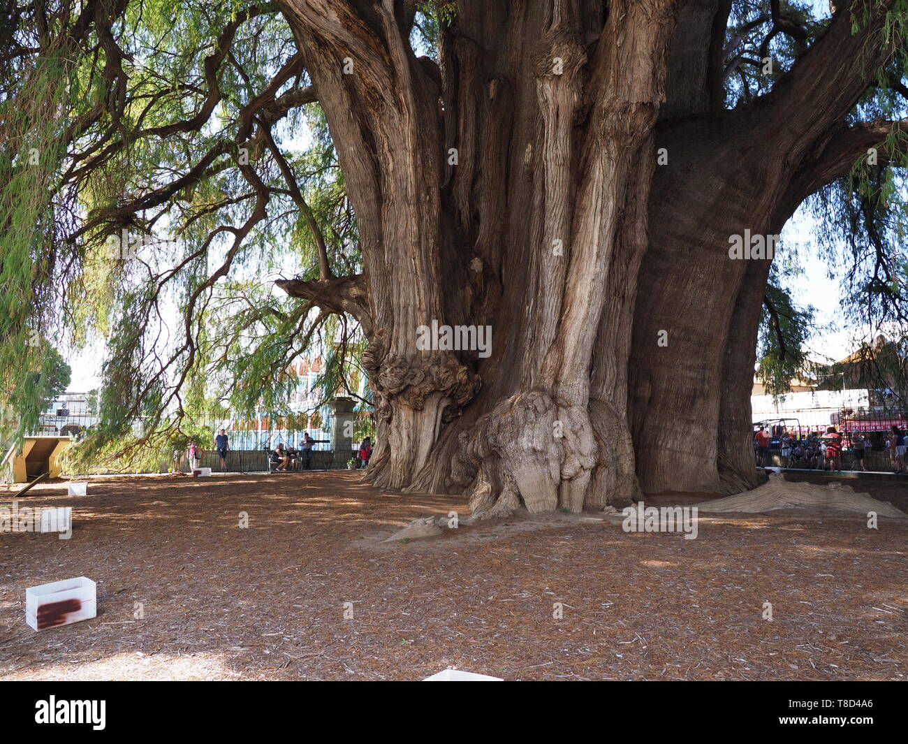 The Tule Tree High Resolution Stock Photography and Images - Alamy