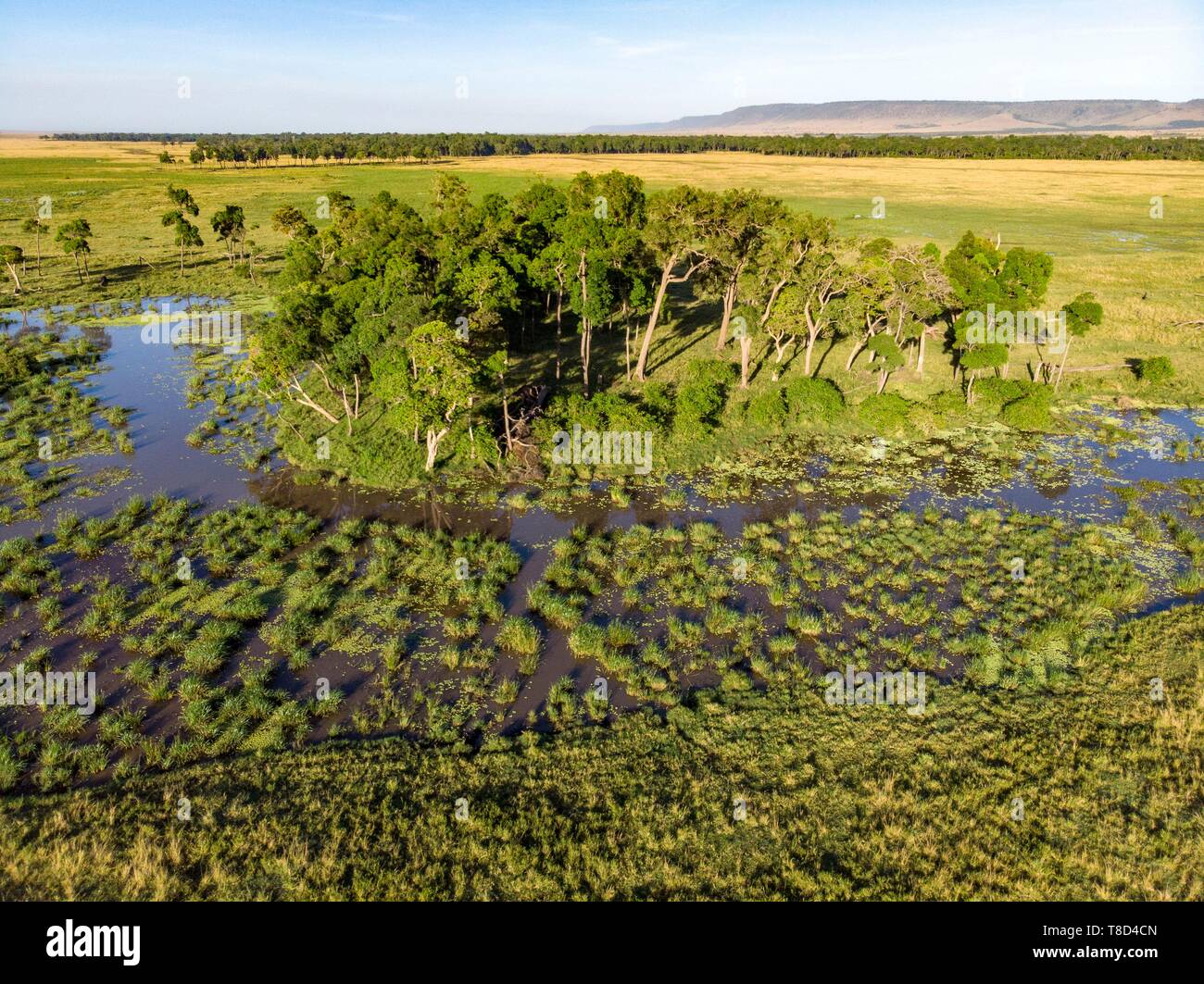 Musiara hi-res stock photography and images - Alamy