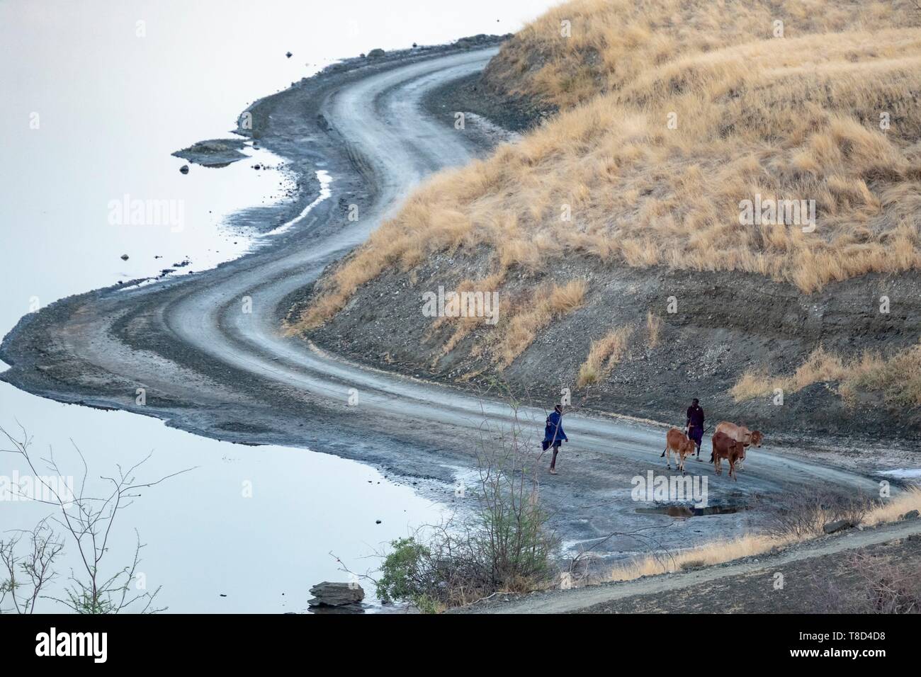 Kenya, lake Magadi, Masais and cattle at dawn Stock Photo - Alamy