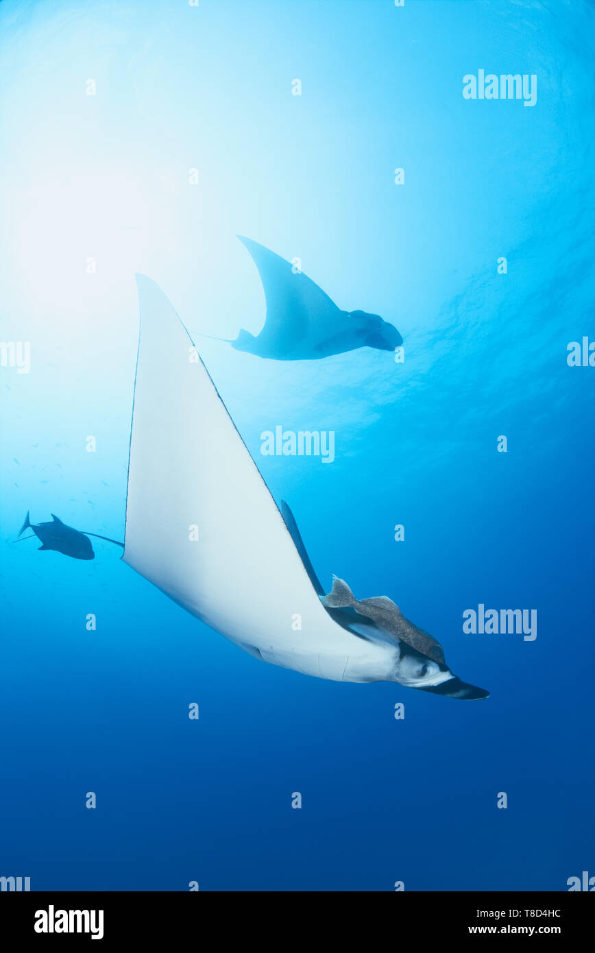 Oceanic manta (Mobula birostris) swimming in the blue with sun rays ...
