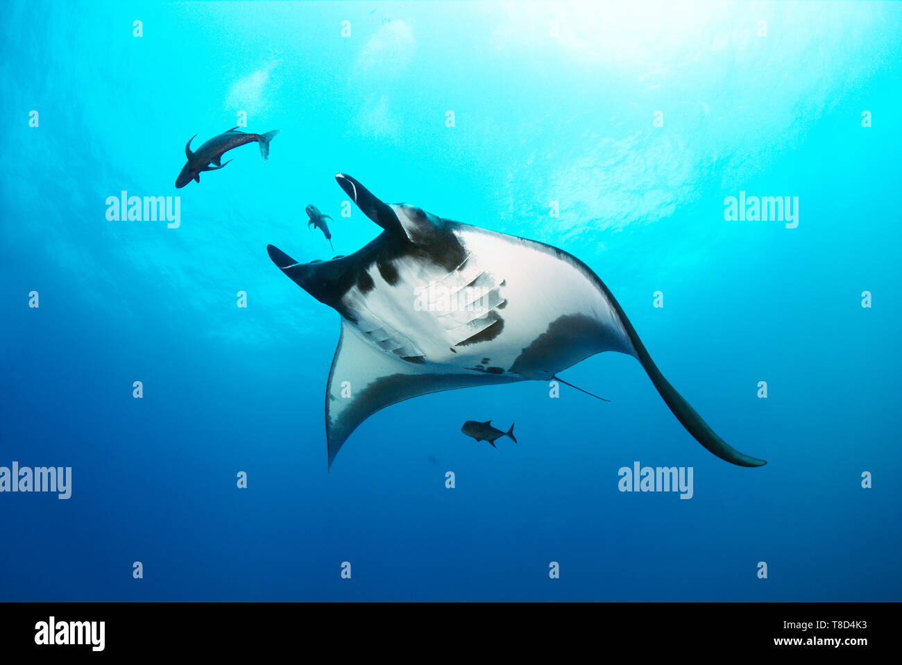 Oceanic manta (Mobula birostris) swimming in the blue with sun rays ...