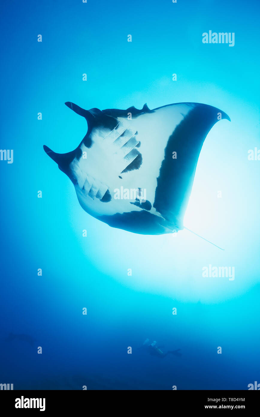 Giant manta ray mobula birostris hi-res stock photography and images ...