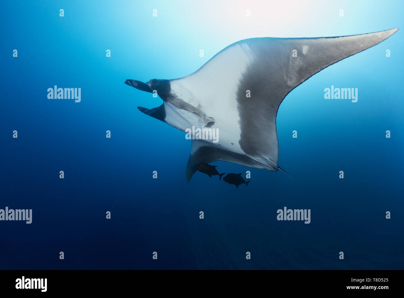 Oceanic manta (Mobula birostris) swimming in the blue with sun rays ...