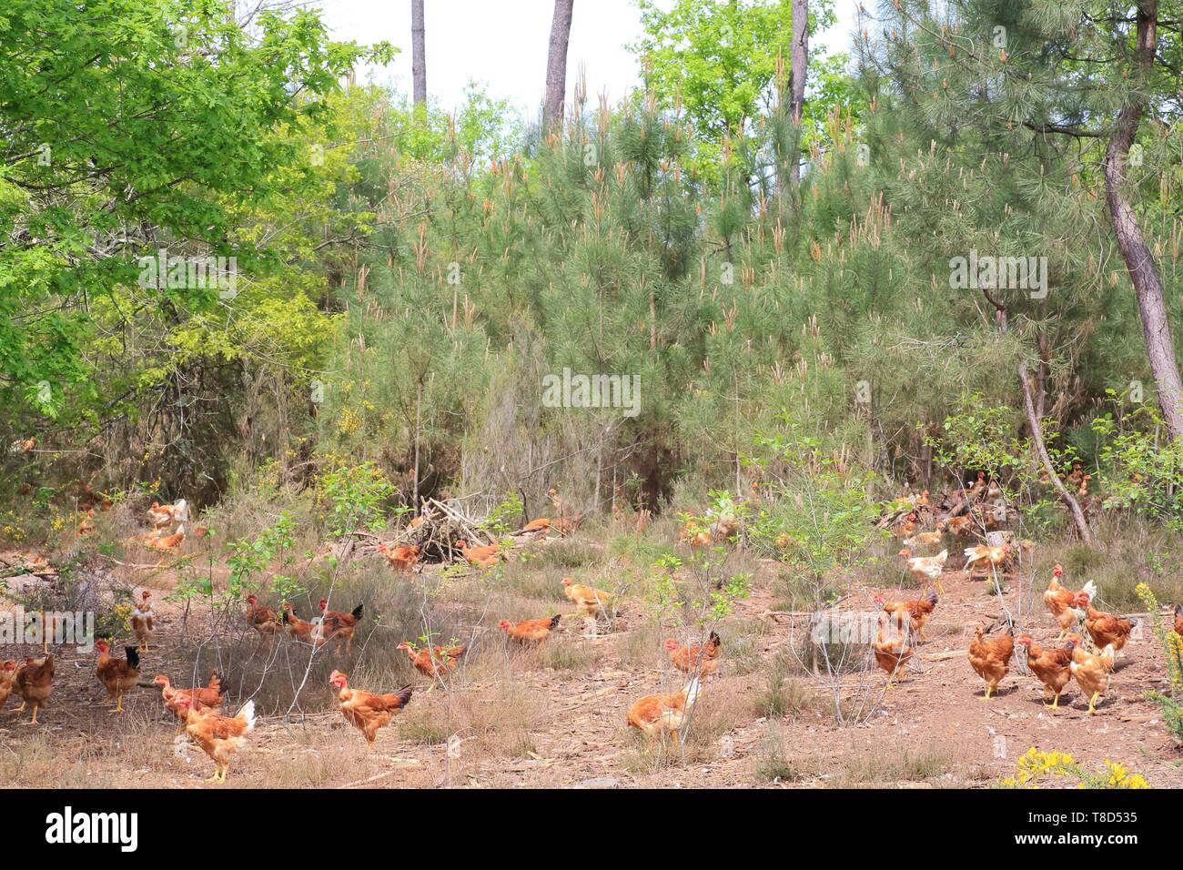 Hen farm france hi-res stock photography and images - Alamy