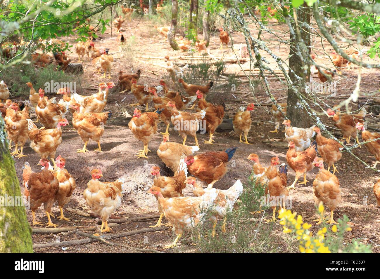 Hen farm france hi-res stock photography and images - Alamy