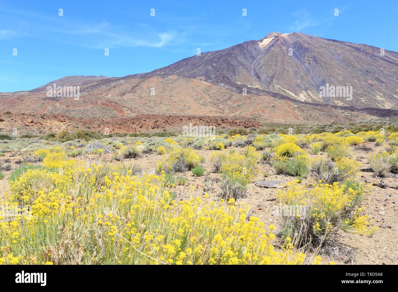 Teide national park flowers hi-res stock photography and images - Alamy