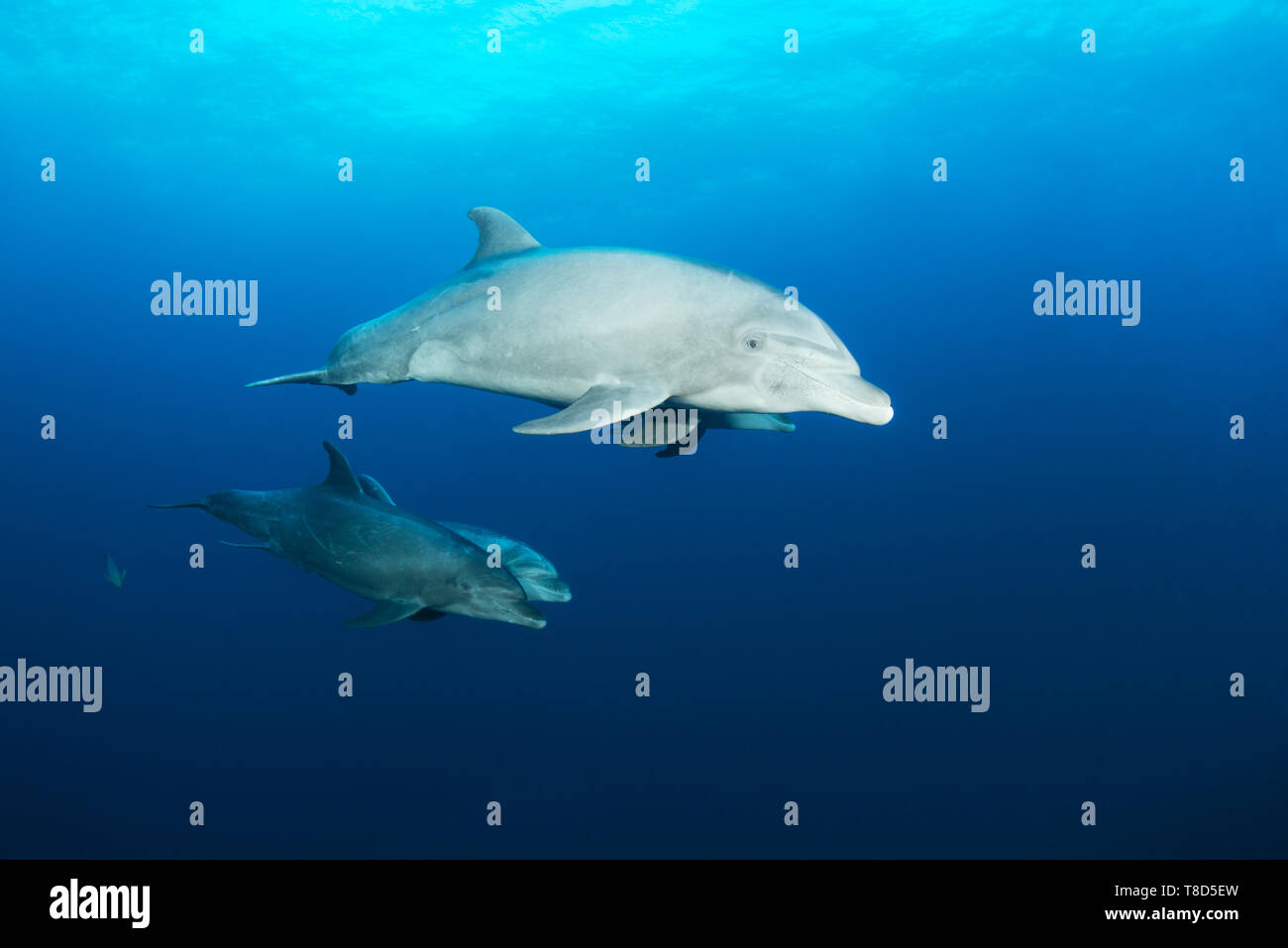 Wild bottlenose dolphins swim in the underwater scenery of ...