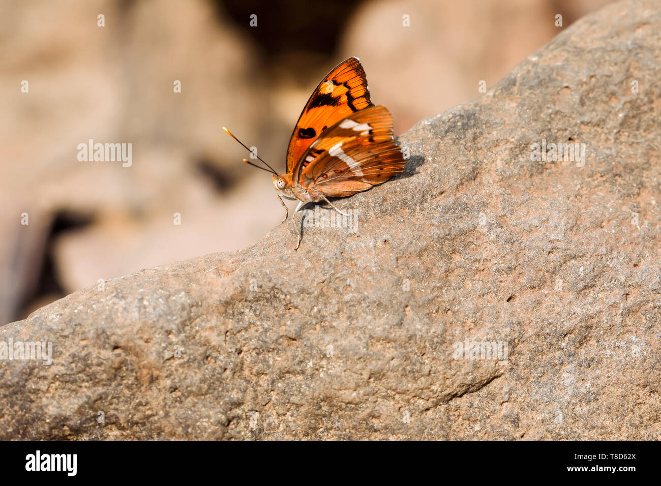 Euthalia nais, the baronet, is a species of Nymphalid butterfly found ...