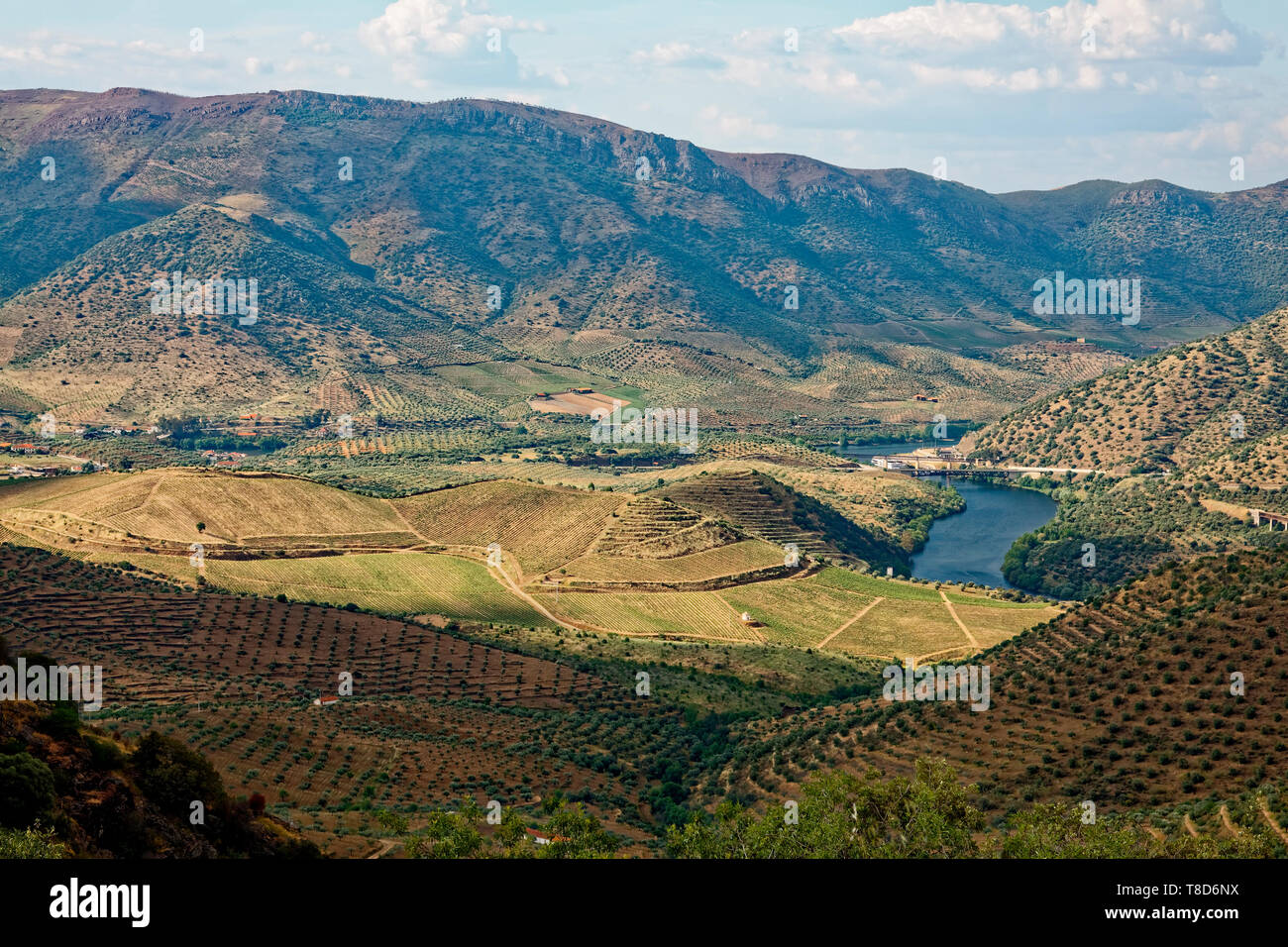 landscape; overview; terraced vineyards; olive trees; farmland, Douro ...