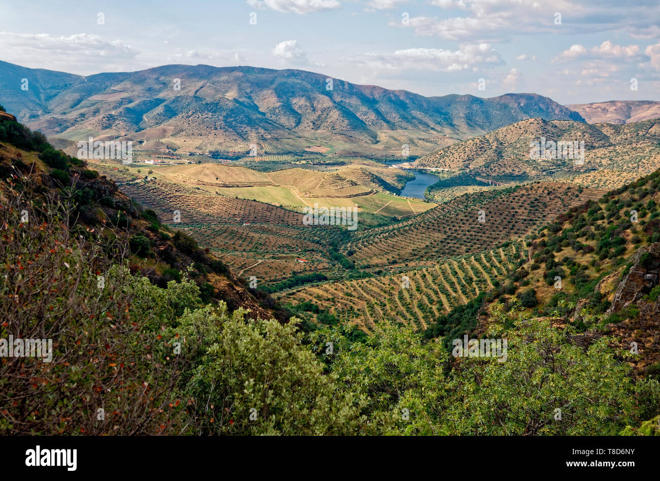 landscape; overview; terraced vineyards; olive trees; farmland, Douro ...