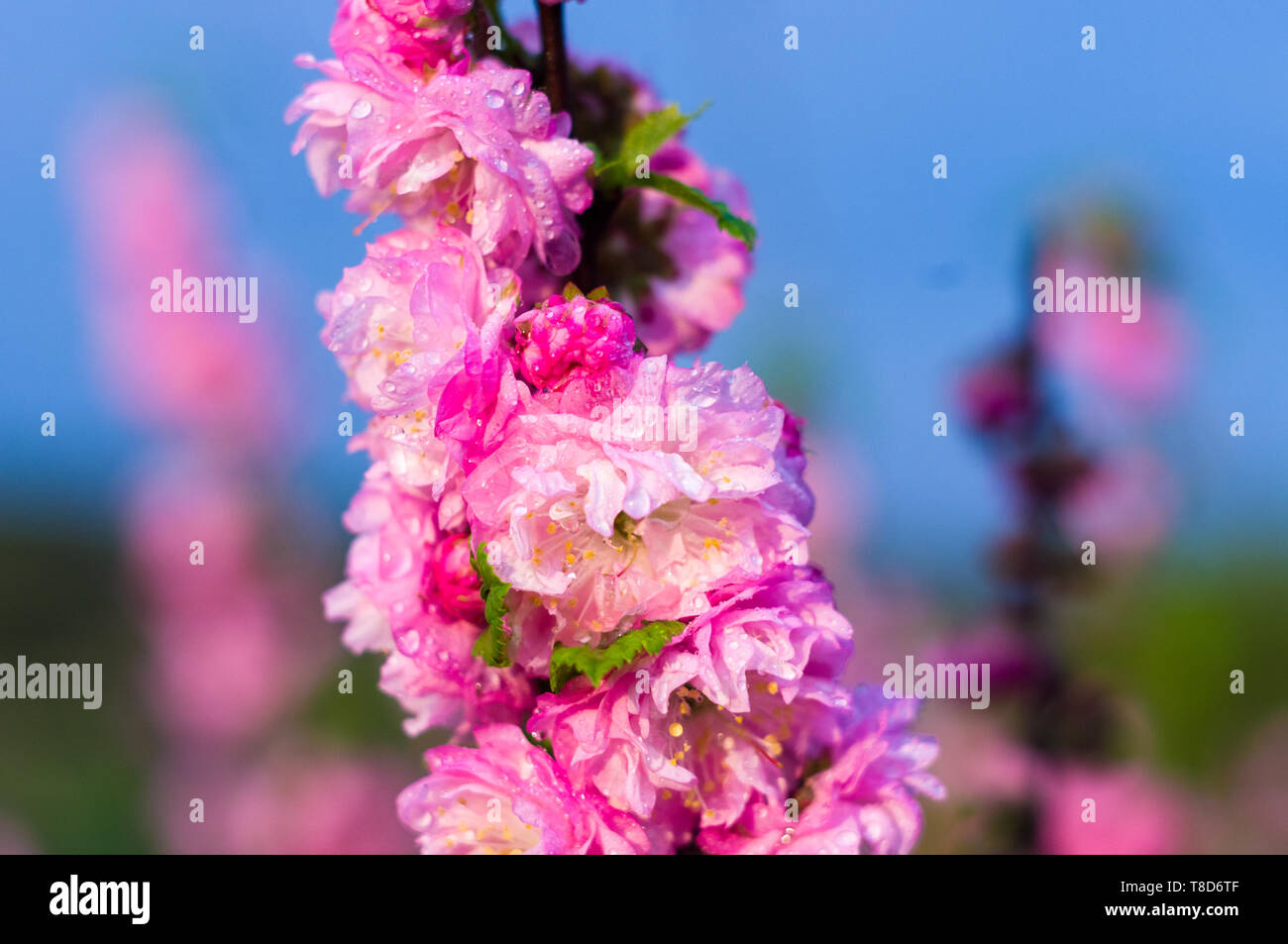 Background blooming beautiful pink cherries in raindrops on a sunny day ...