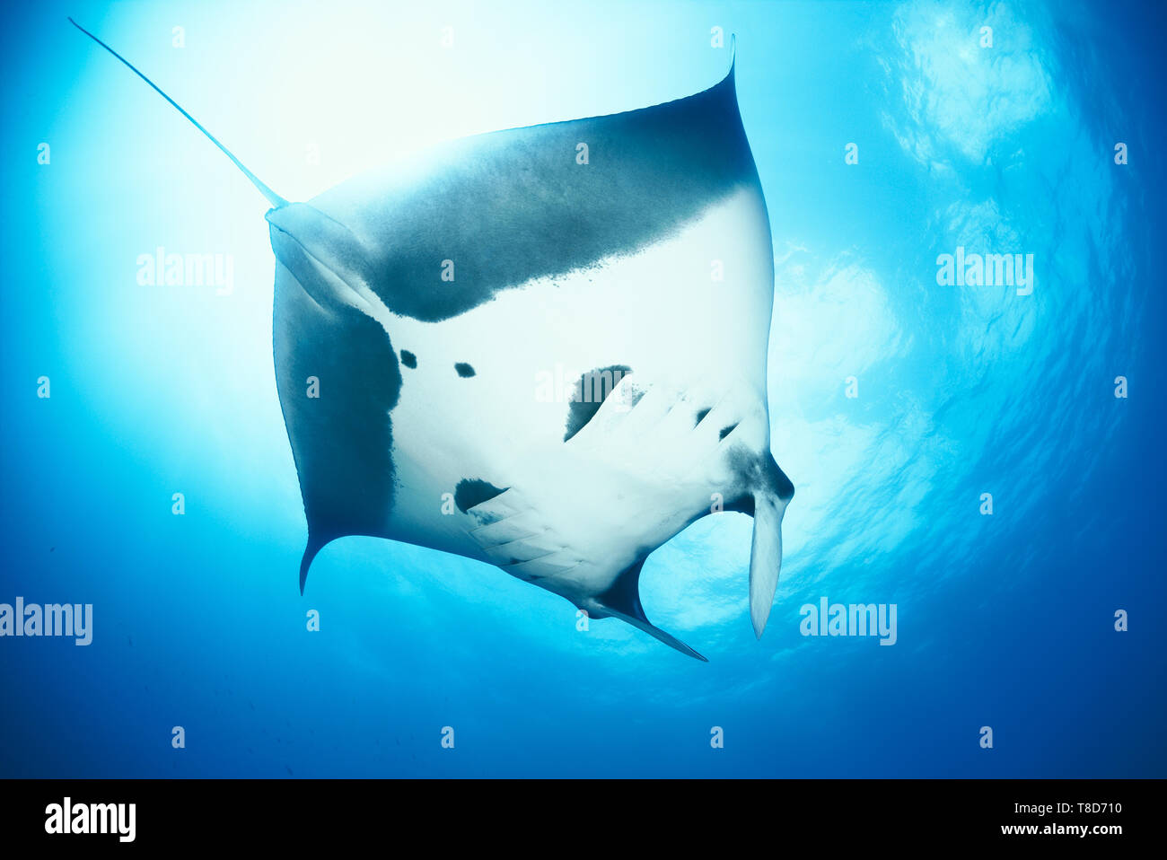 Oceanic manta (Mobula birostris) swimming in the blue with sun rays ...