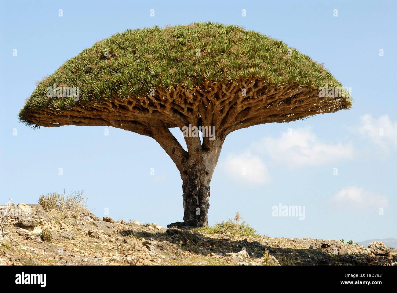 Yemen, Socotra Governorate, Socotra Island, listed as World Heritage by ...