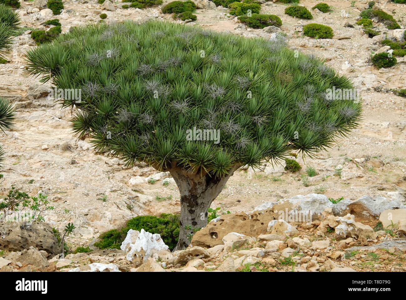 Yemen, Socotra Governorate, Socotra Island, listed as World Heritage by ...