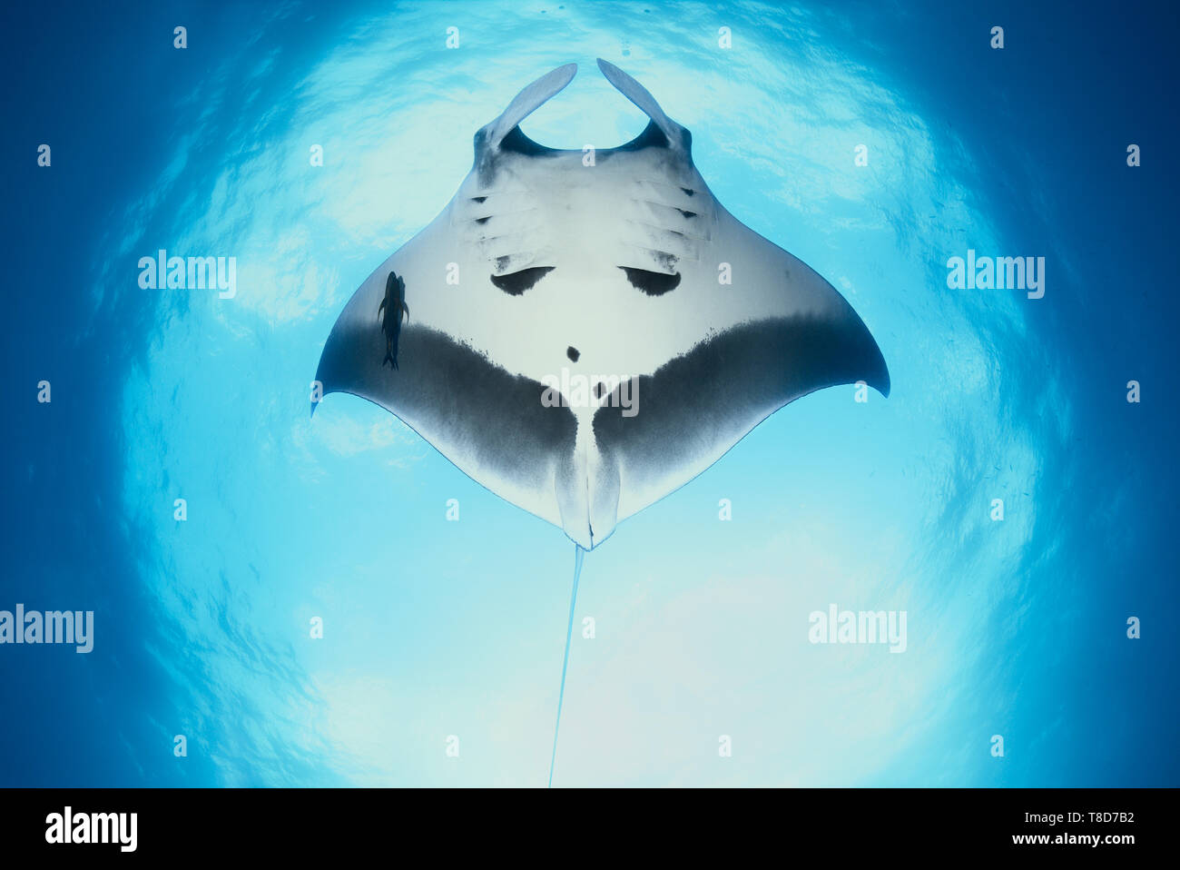 Oceanic manta (Mobula birostris) swimming in the blue with sun rays ...