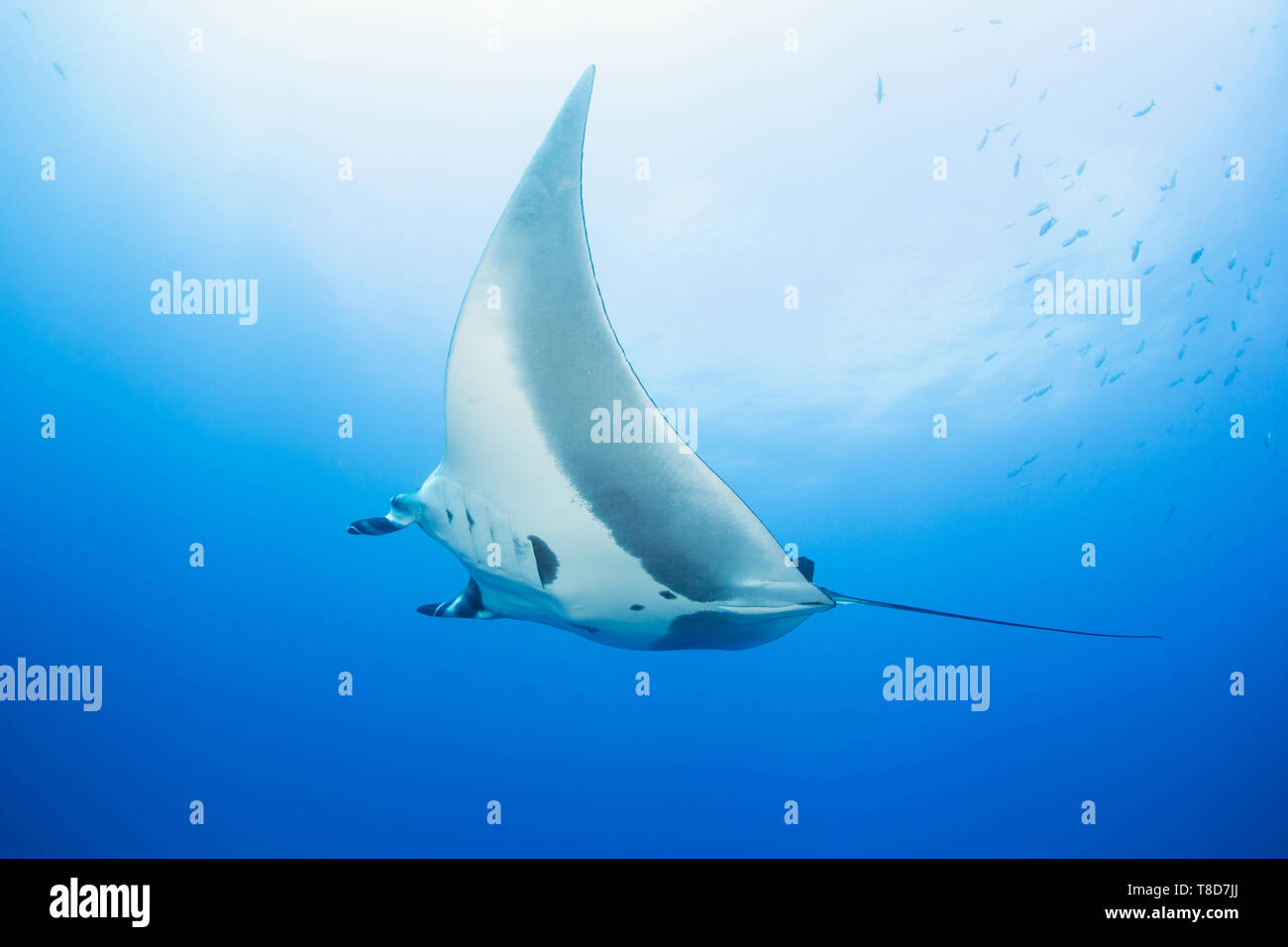 Oceanic manta (Mobula birostris) swimming in the blue with sun rays ...