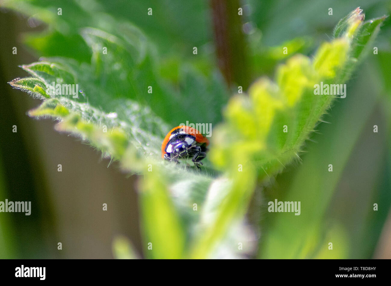 Ladybird close up hi-res stock photography and images - Alamy