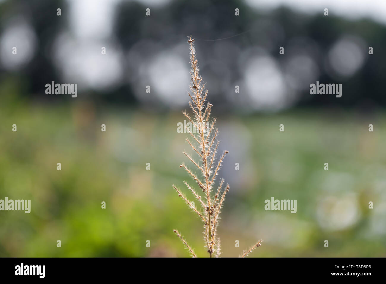 Indiana wild flowers hi-res stock photography and images - Alamy