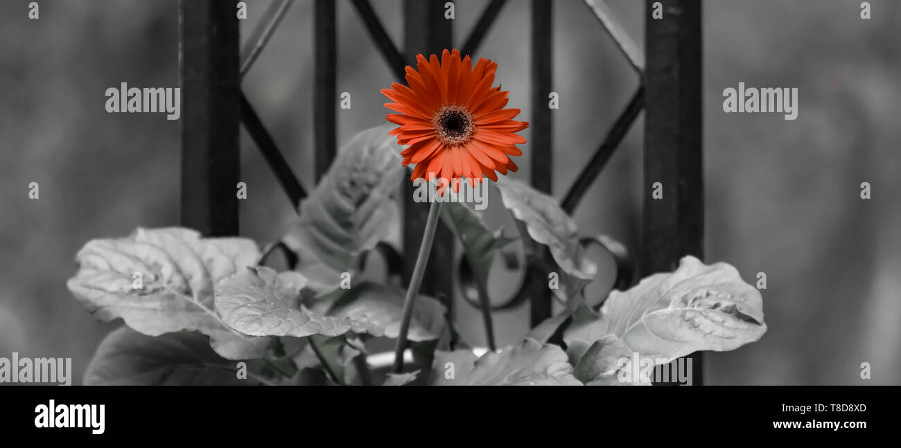 Orange daisy like flowers hi-res stock photography and images - Alamy
