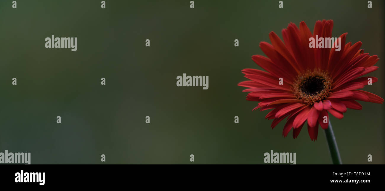 Gerber Daisy Facebook Cover Photos