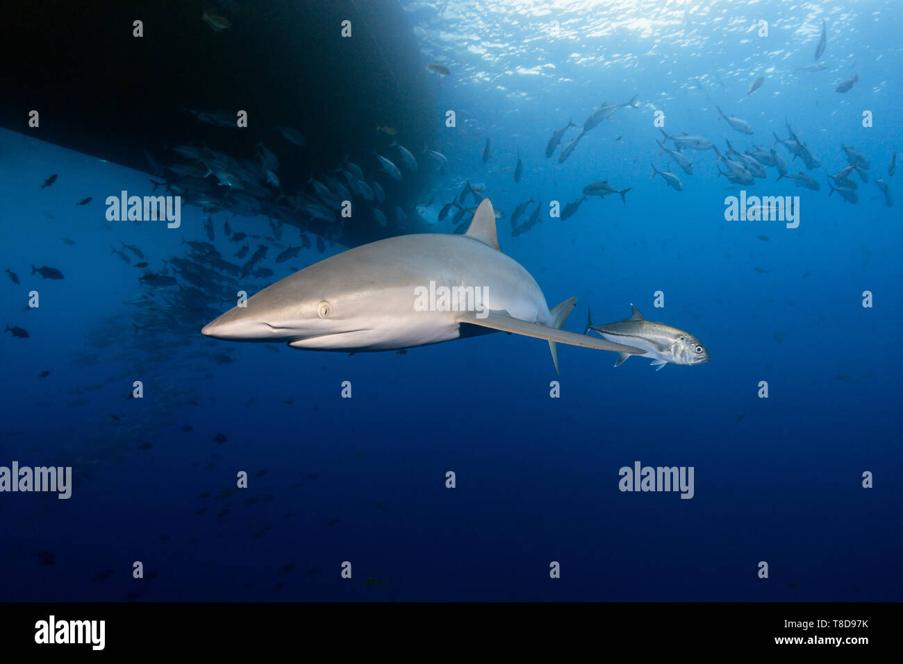 Shark under the boat hi-res stock photography and images - Alamy