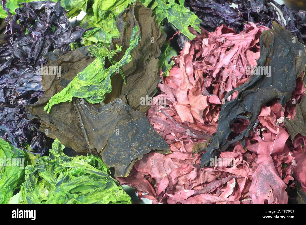 Dulse seaweed hi-res stock photography and images - Alamy