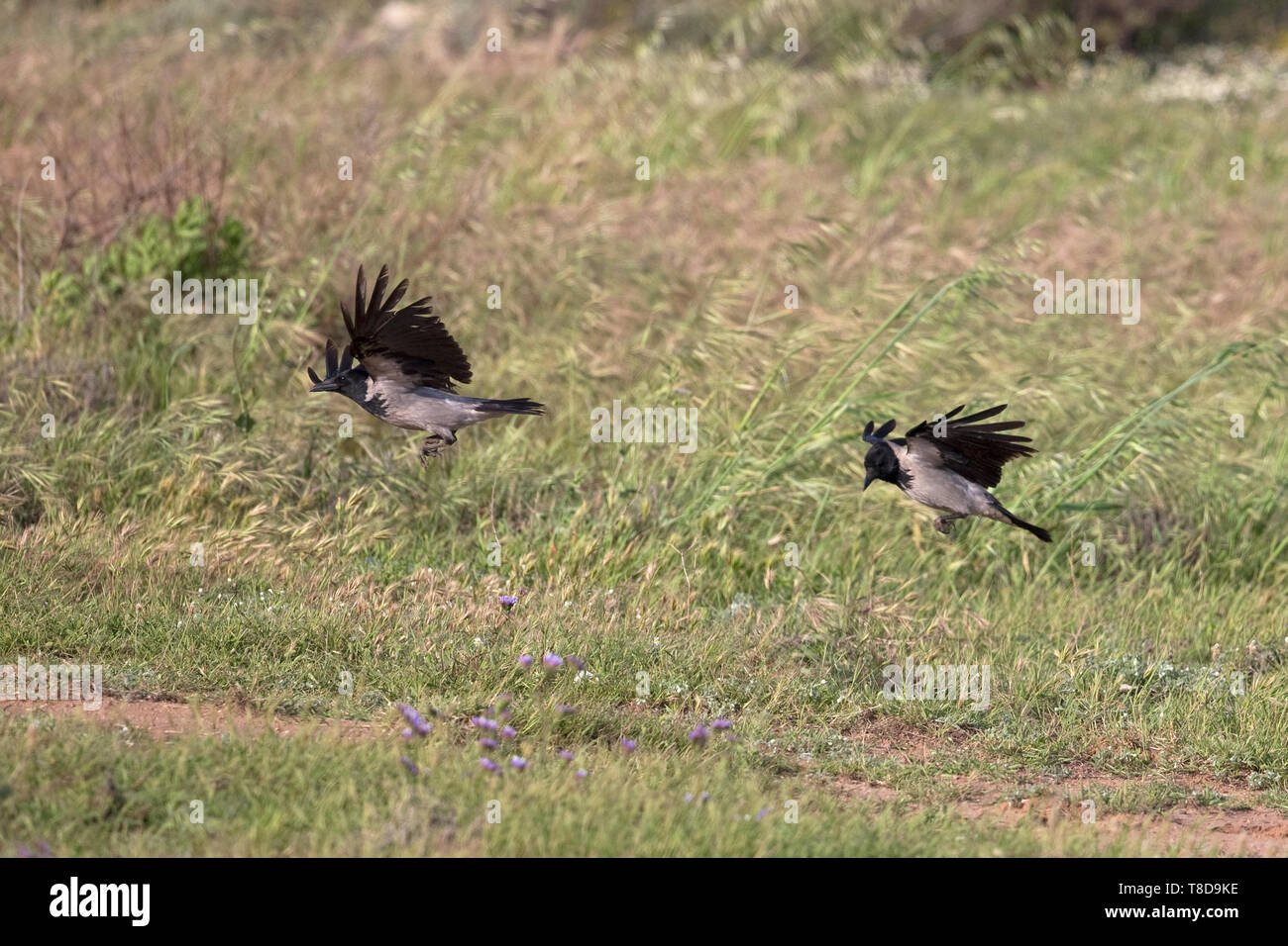 Corvus cornix crow hi-res stock photography and images - Alamy