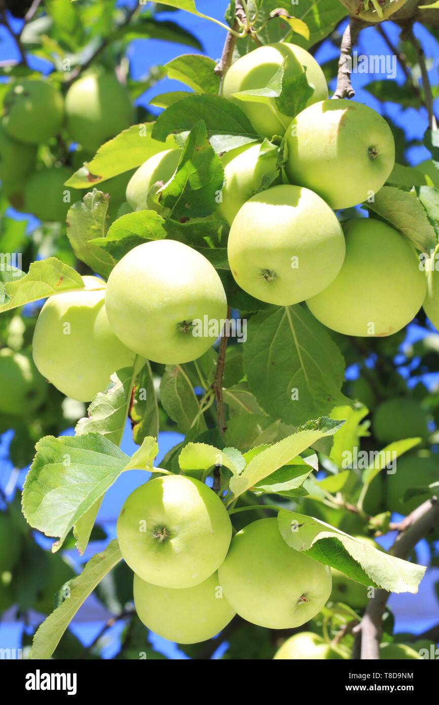Apple farm france hi-res stock photography and images - Alamy