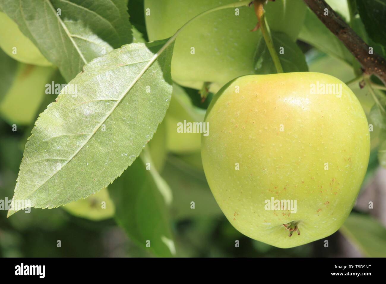 Apple farm france hi-res stock photography and images - Alamy