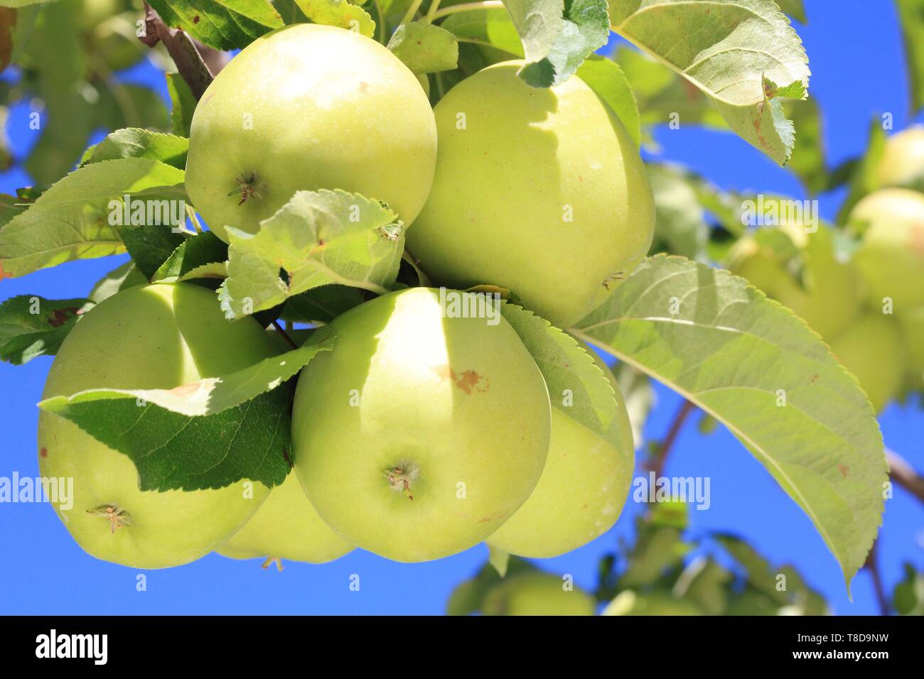 France, Hautes Alpes, BuÙch country, Laragne Monteglin, Illy farm ...