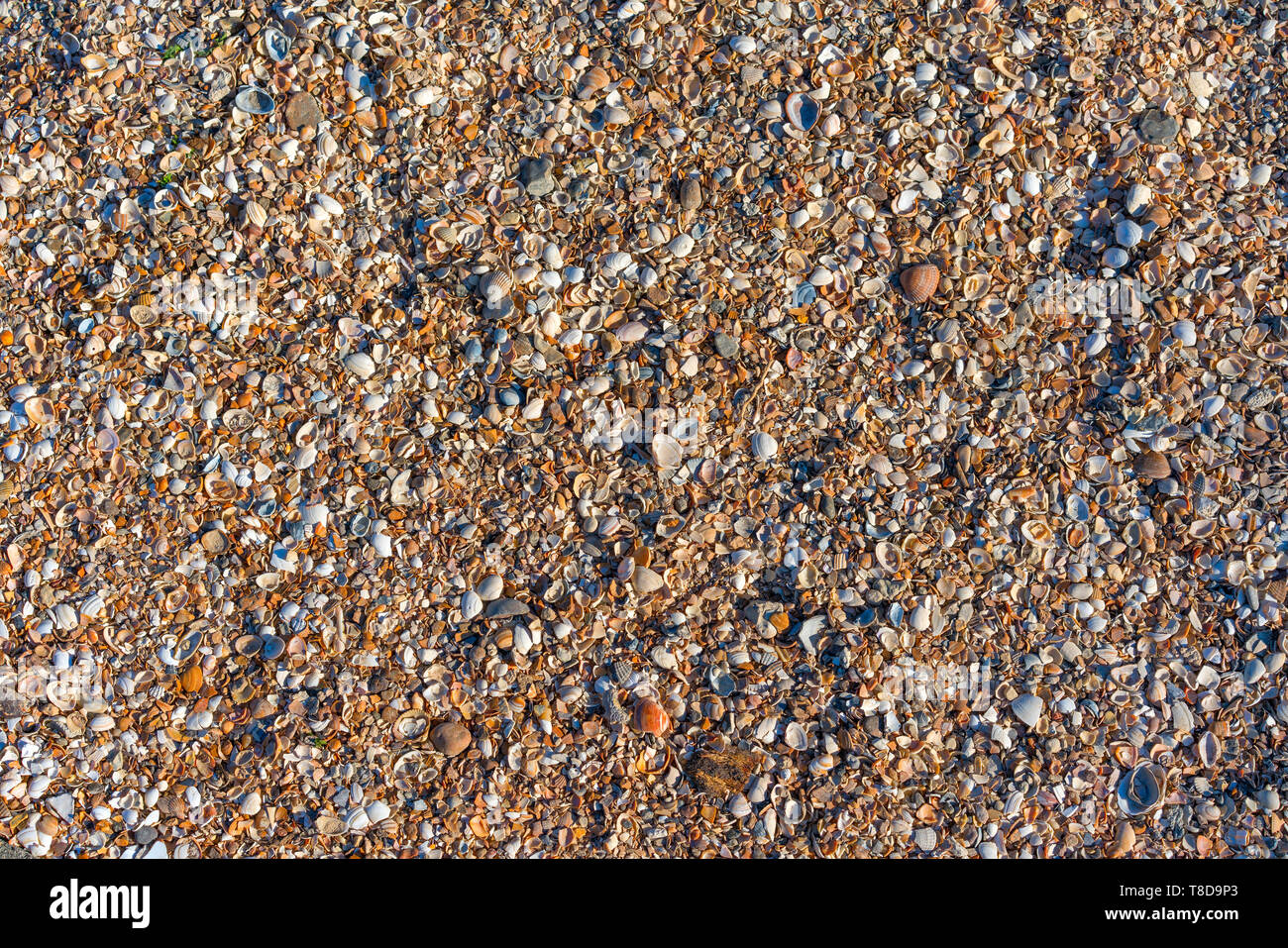 Natural background from different seashells Stock Photo - Alamy