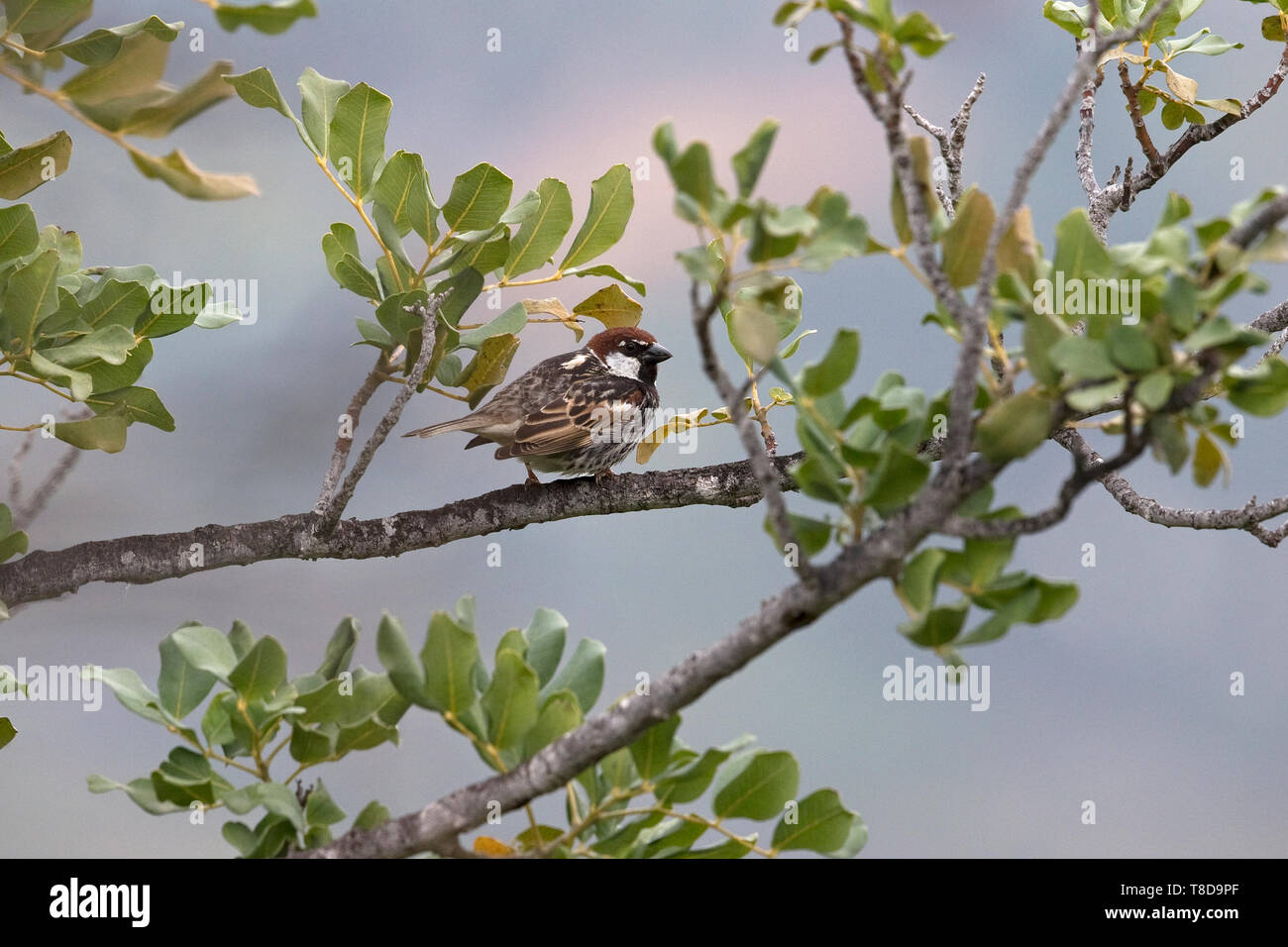 Great sparrow southern hi-res stock photography and images - Alamy